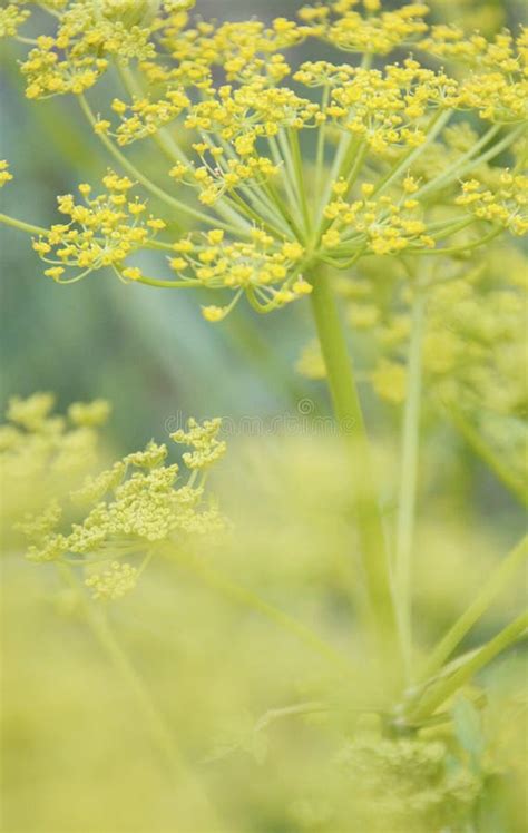 Parsnip Plants Flowering In The Garden Stock Image Image Of Blooming Netherlands 118552171