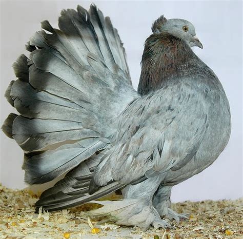 Indian Fantail Pigeon ~ Encyclopedia Of Pigeon Breeds