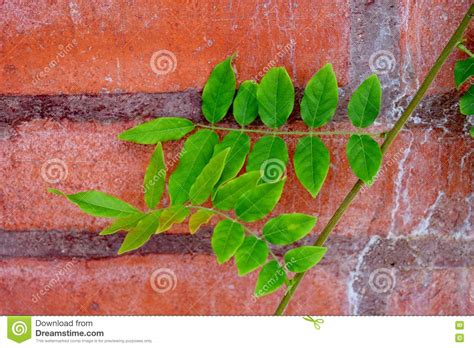 Pinnate Leaves And Berries Of Sorbus Aucuparia Royalty Free Stock Image CartoonDealer Com