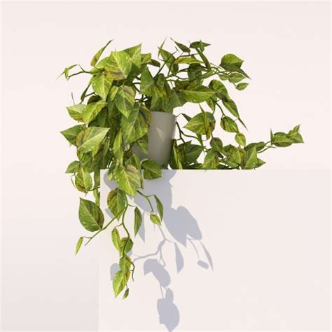 Scindapsus Aureus Flowers Exlevel Forum