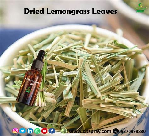 Green Dried Lemongrass Leaves Packaging Type Bag Packaging Size 25
