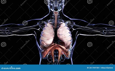 Human Respiratory System Lungs Anatomy Animation Concept Visible Lung