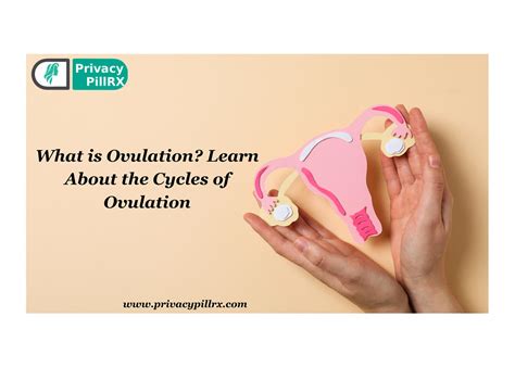 What Is Ovulation Learn About The Cycles Of Ovulation