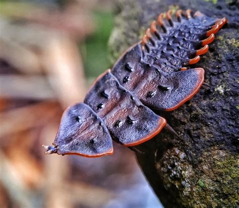 Premium Photo Trilobite Beetle