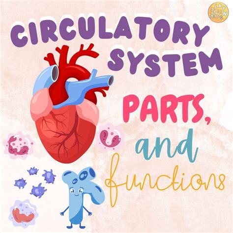 Circulatory System Parts And Functions Circulatory System Smurfs Education