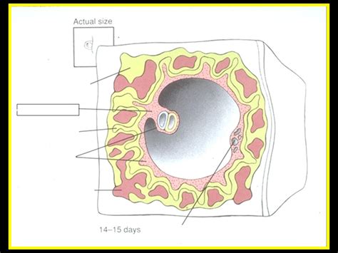 Extraembryonic Membrane Formation Diagram Quizlet
