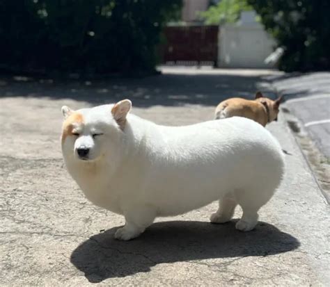 웰시코기 잡종 Dogdripnet 개드립