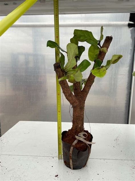 Ficus Lyrata Character Stem Plantel Esquejes Y Semillas