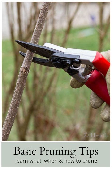basic pruning tips for a beautiful full and lush garden organic