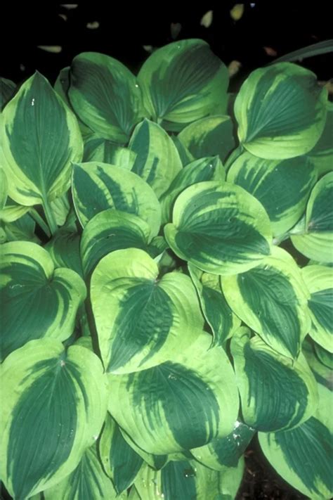 Hosta "Velvet Moon" | Rasadnik Mihalek