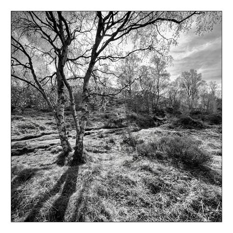Birches Of Birchen Edge By Mitchellhatpeg Ephotozine