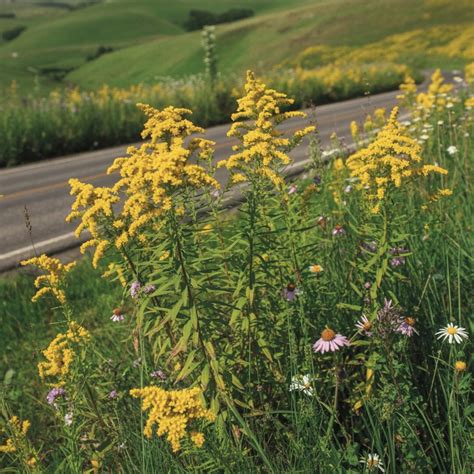Native Grey Goldenrod Pollinator Favorite Autumn Garden Gray