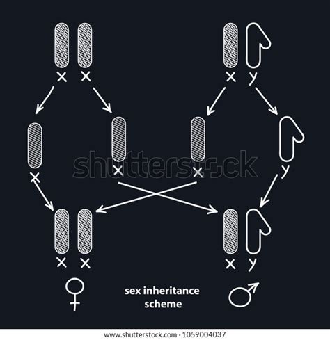Scheme Inheritance Sex Vector Educational Illustration Vector De Stock Libre De Regalías Scheme Inheritance Sex Vector Educational Illustration Vector De Stock Libre De Regalías