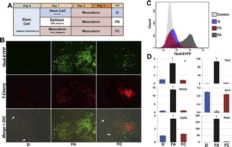 Conversion Of Mouse Escs To Epiblast State Enhances Paraxial Mesoderm