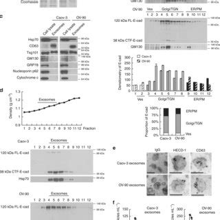 Intracellular Cleavage Of SE Cad And The Release Of SE Cad Positive Download Scientific Diagram