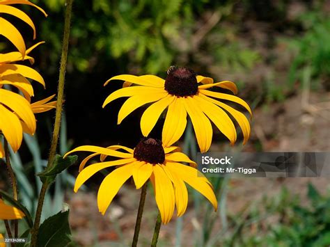 흐릿한 정원을 배경으로 수선화로 보이는 노란색 꽃을 클로즈업하면 둘 다 밝은 노란색 꽃잎이 있고 수술이 보이는 어두운 중심이 있습니다 얕은 피사계 심도가 두드러집니다 0명에