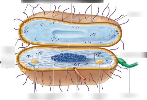 Generalized Bacterial Cell Diagram Quizlet