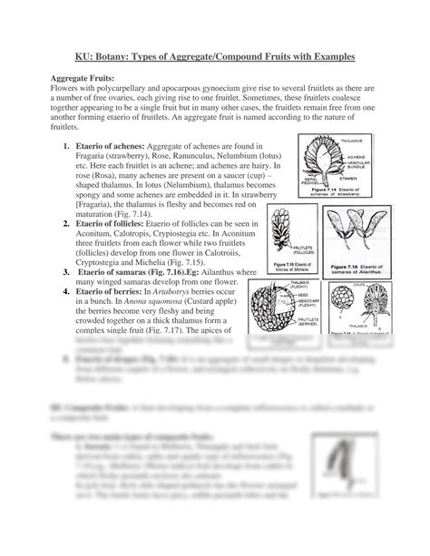 Solution Ku Botany Types Of Aggregate Or Compound Fruits With Examples