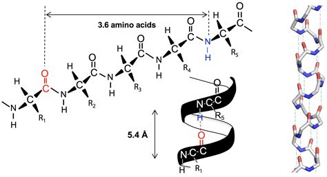 Amino Acid Alpha Helix Structure At Essie Elkins Blog