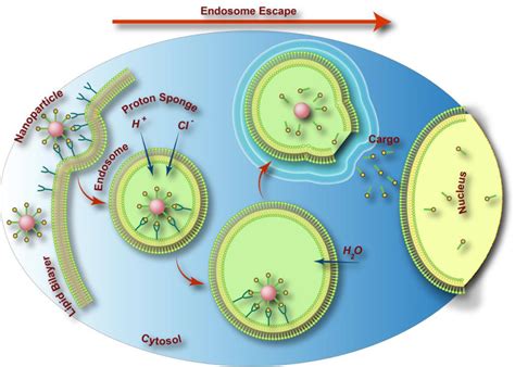 Figure 1 From Biodegradable Calcium Phosphate Nanoparticles For Cancer Therapy Semantic Scholar
