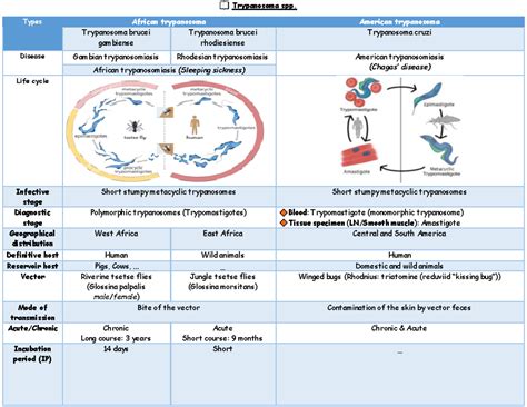 Trypanosoma Spp Parasitology 15 Trypanosoma Spp Types African