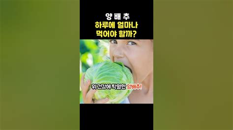 양배추 하루에 얼마나 먹어야 할까🥬 양배추 먹는 방법 알려드릴께요 Youtube