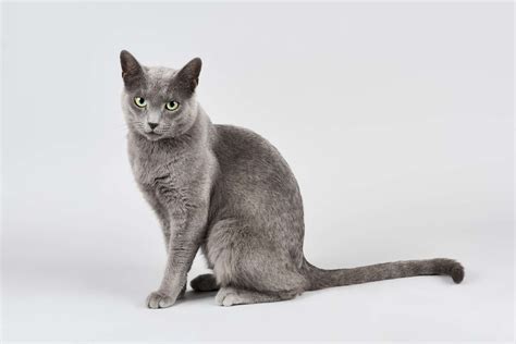 10 Best Russian Cat Breeds