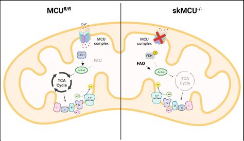 Figure 3 From The Mitochondrial Calcium Uniporter Mcu Molecular