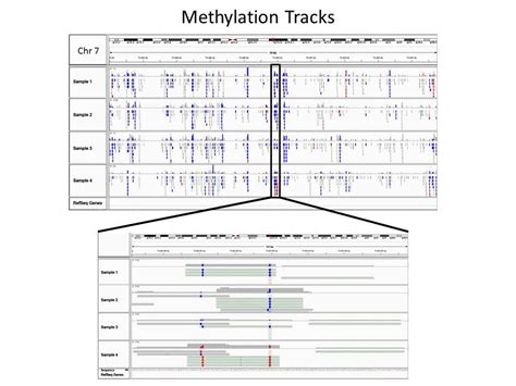 Targeted Bisulfite Sequencing Methyl Seq Service Epigenetic Services