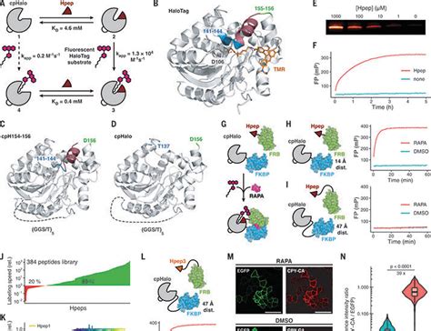 John Naleway On Linkedin Recording Physiological History Of Cells With Chemical Labeling