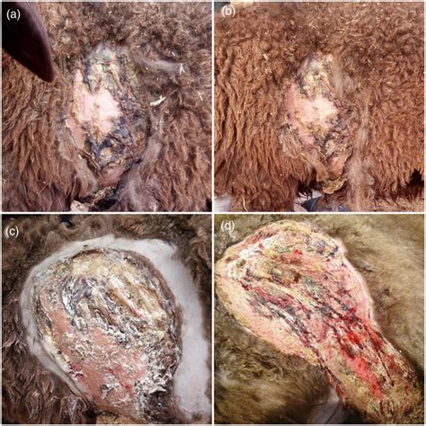 A D Gross Pathology Findings Of Pyoderma Caused By Proteus Mirabilis Download Scientific
