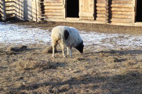 650+ Flock Of Sheep Eating Hay Stock Photos, Pictures & Royalty-Free ...
