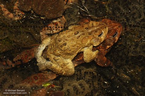 Singing American Toads