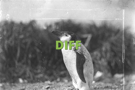 Diff Meaning Diff Meaning