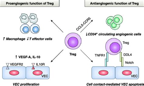 Role Of Tregs In Angiogenesis Tregs Can Be Pro Or Antiangiogenic