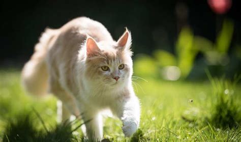 Can Cats Eat Flies Why Cat Eat A Fly Can Cat Get Sick From Eating A