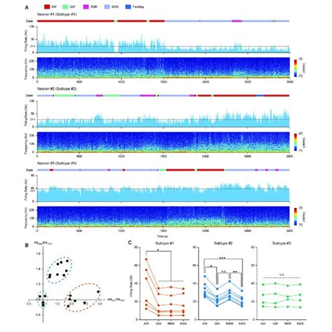The Firing Phase Coupling Of Pfc Pv Interneurons To Lfp Hfos During