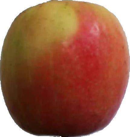 Labelled Dataset Fyp Object Detection Dataset By Mango