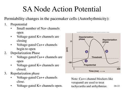 Ppt Chapter 20 Powerpoint Presentation Free Download Id6132428