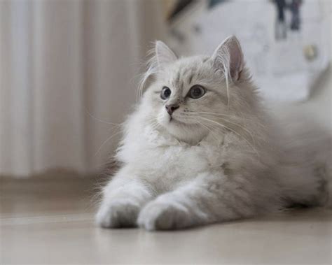 Сибирская кошка - длинношерстная и выносливая порода, которая любит воду