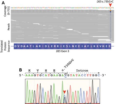Genetic Analysis Of The Index Patient Iii 9 A Integrated Genome Download Scientific