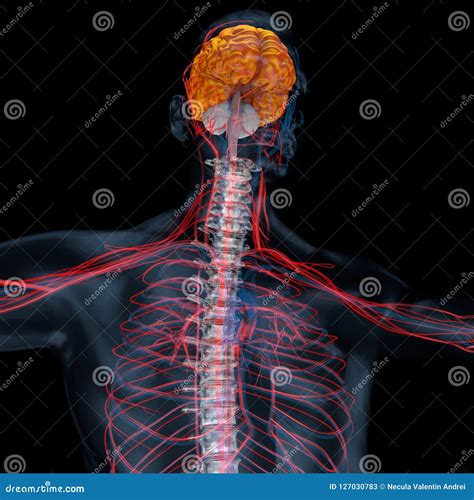 The Cerebellum Of The Brain Vintage Illustration Cartoon Vector