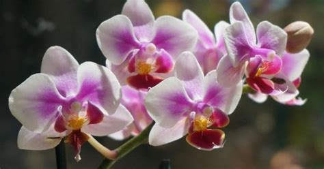 Як правильно поливати орхідеї два найкращі та найпростіші методи