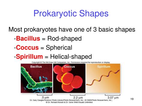 Ppt Exploring Prokaryotic Diversity And Structure Powerpoint
