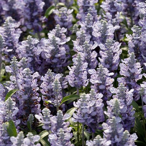 Salvia Cathedral Sky Blue Garden Express