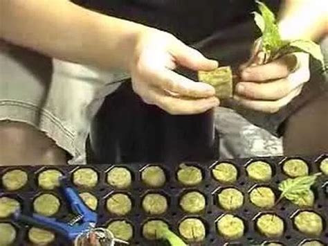 How To Clone Plants Gardening WonderHowTo