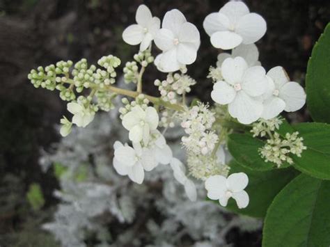 Hydrangea Paniculata Blanc Sable Emouvant