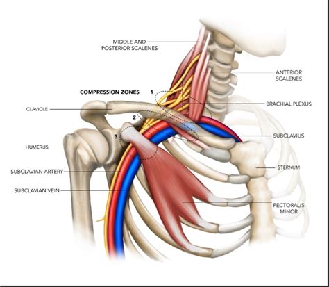 Subclavius Muscle Brachial Plexus