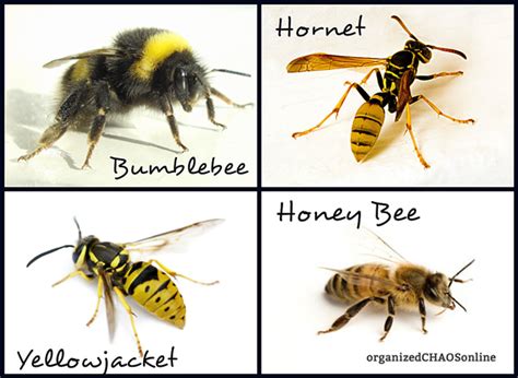Big City Sustainability To Bee Or Not To Bee That Is The Urban Question