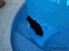 Cat Swim” Tenor